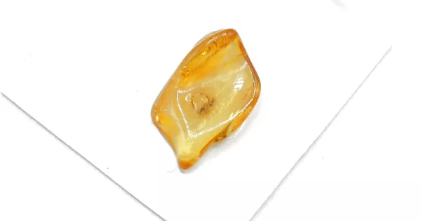 Chihlimbar cu insecte - Universul Cristalelor