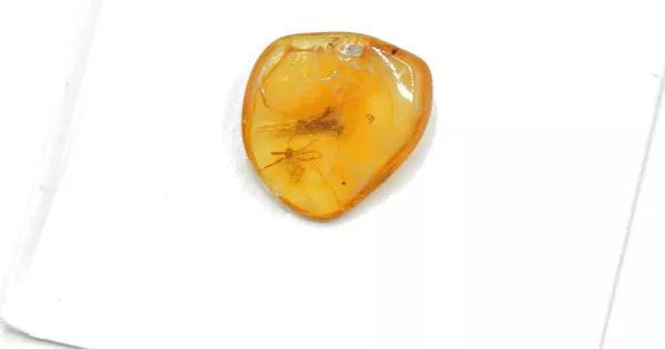 Chihlimbar cu insecte - Universul Cristalelor